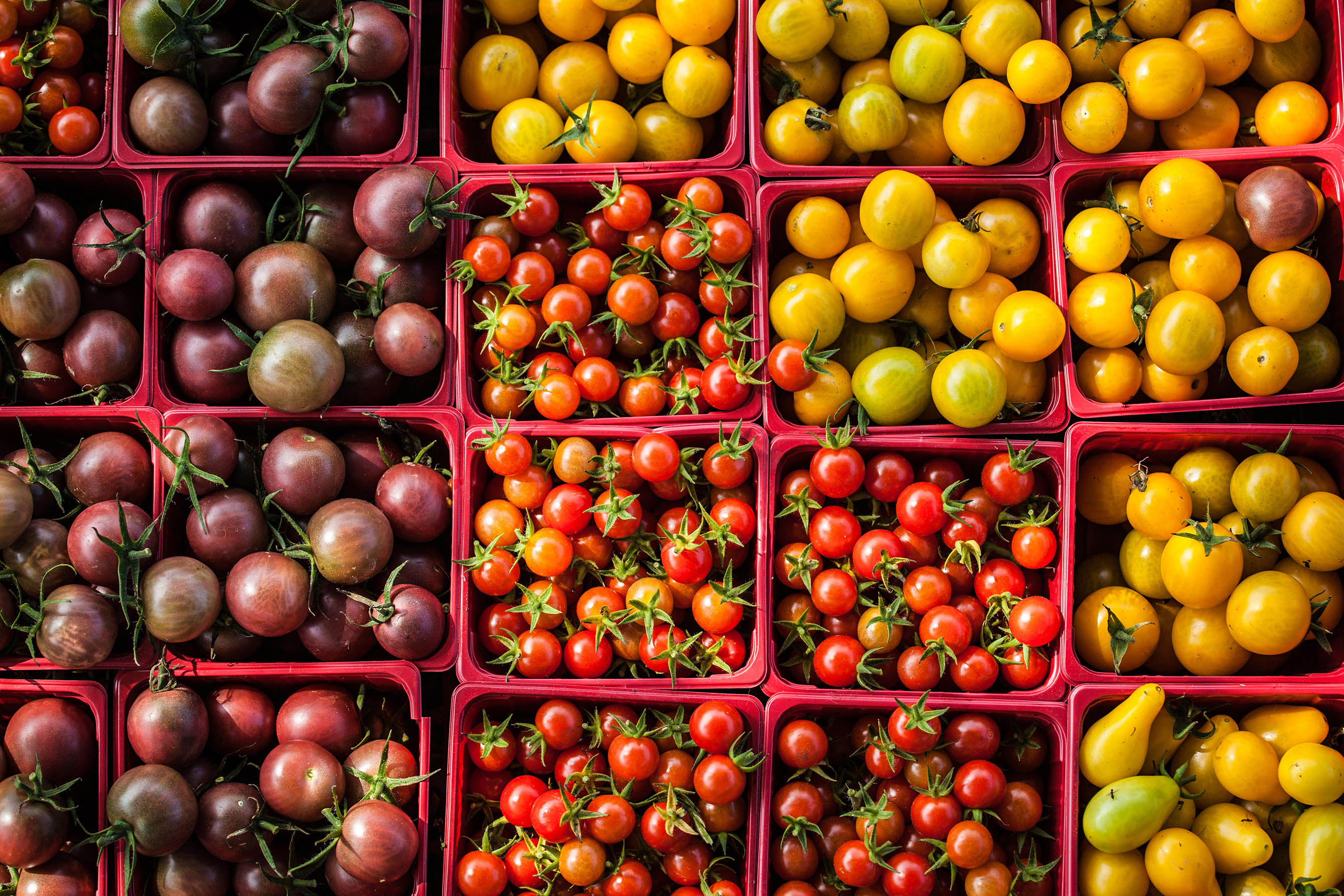 Food Transformation Workshops | Santropol Roulant
