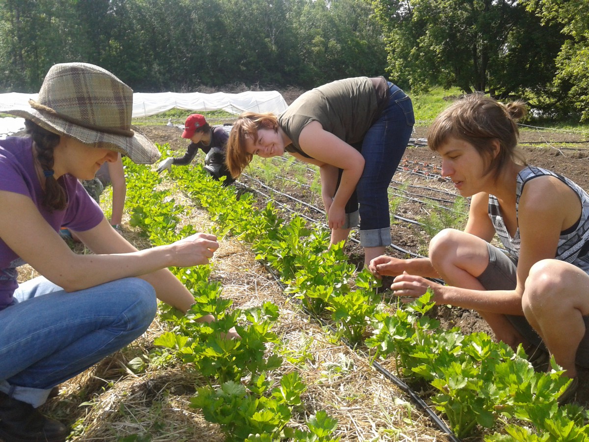 Stipend-based Work-Trade Opportunities at the Farm | Santropol Roulant