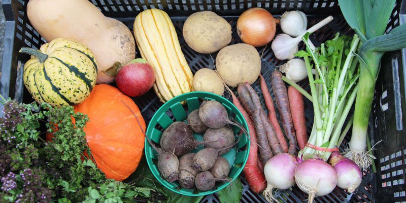 Turkey & Thanksgiving Vegetable Baskets | Santropol Roulant