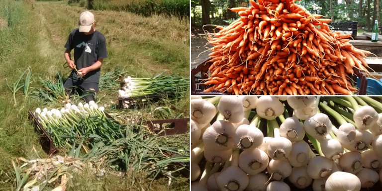 August Farm Update & Stories | Santropol Roulant