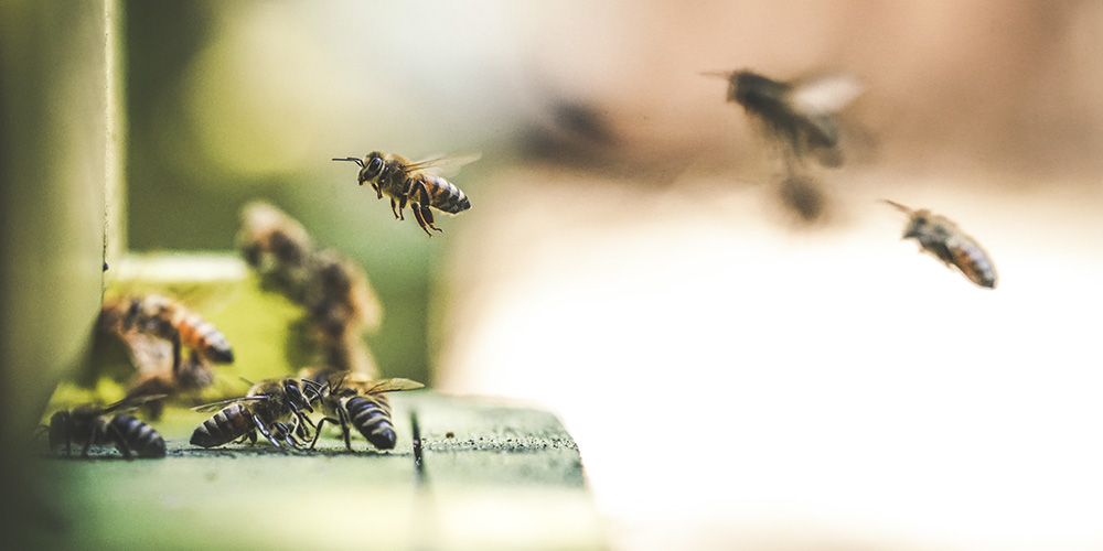 The beekeeping collective is recruiting! | Santropol Roulant