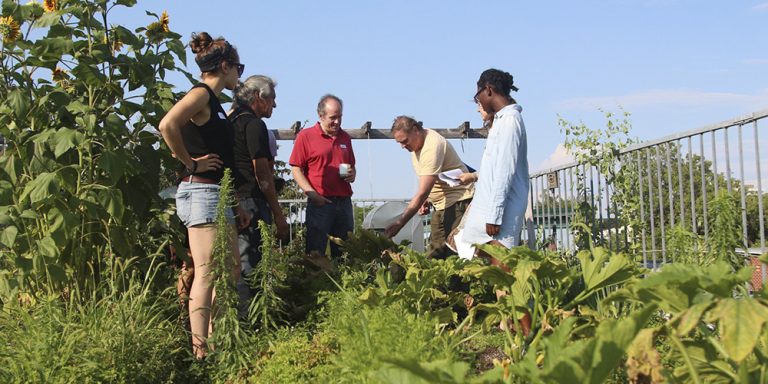 Start Volunteering in Agriculture this May! | Santropol Roulant