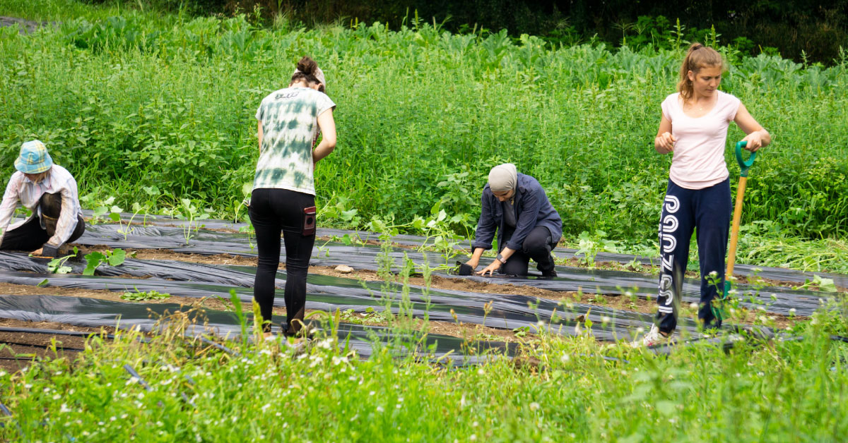 Volunteering at the Ferme du Roulant | Santropol Roulant